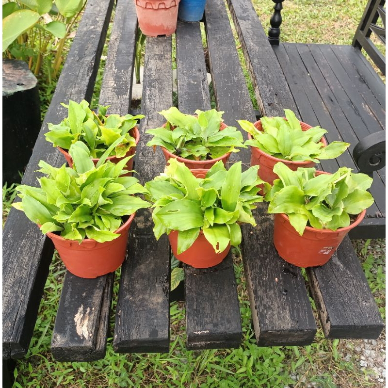 Pokok cekur [anak pokok] dalam pasu(organic) | Shopee Malaysia