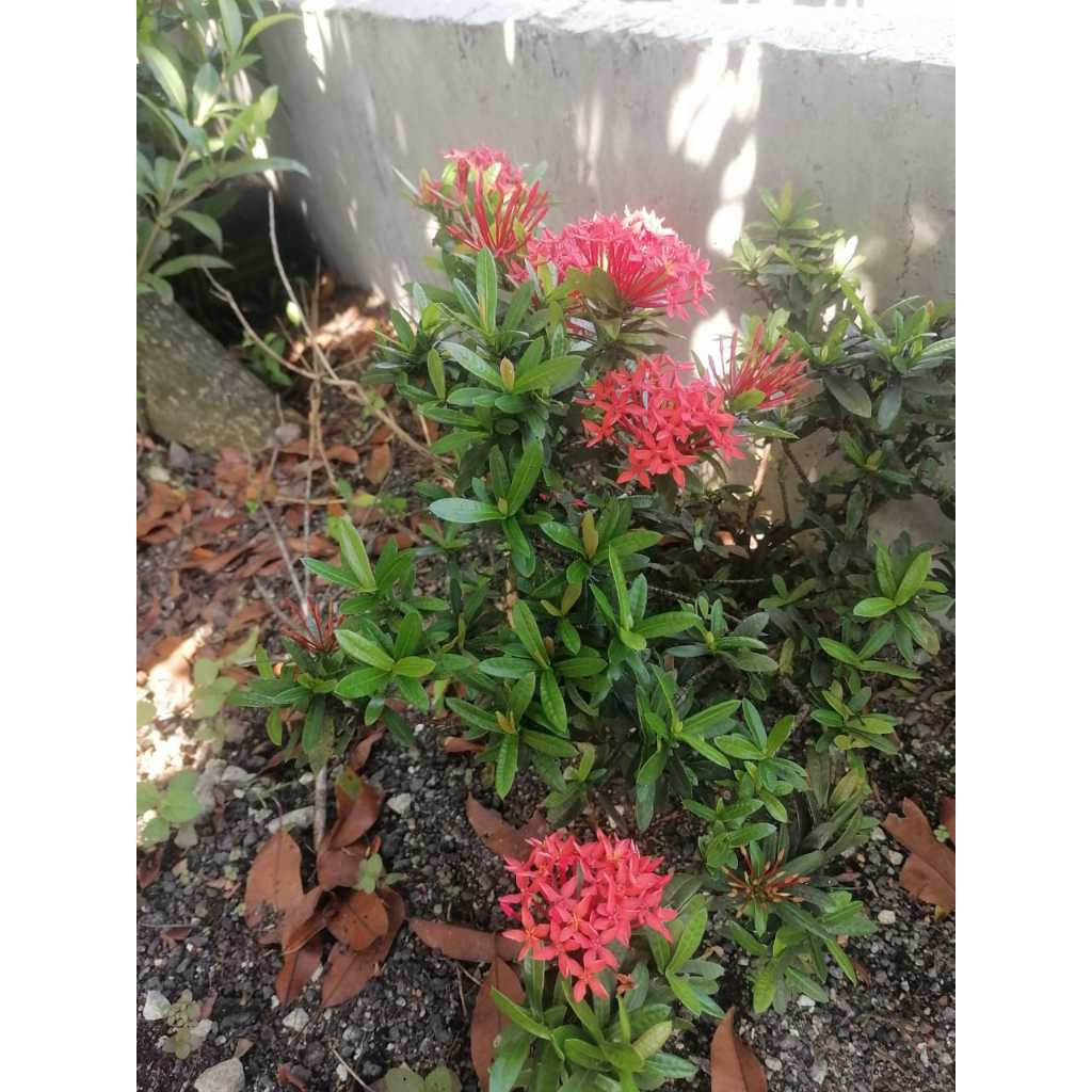 Pokok bunga jarum merah bunga besar, dalam polybag, stabil (pokok ...