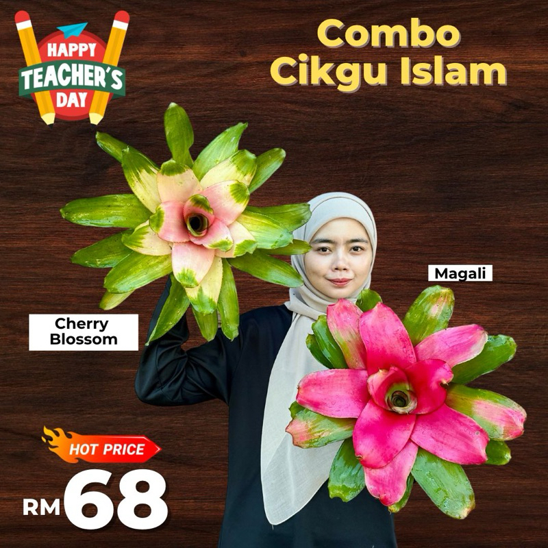 bunga bromeliad combo cikgu islam | Shopee Malaysia