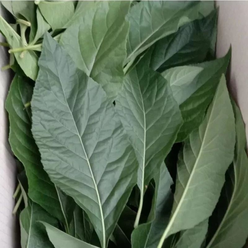 70 helai daun bismillah @ Daun Africa (vernonia amygdalina or bitter leaf) @ K.e.t.u.m cina ...