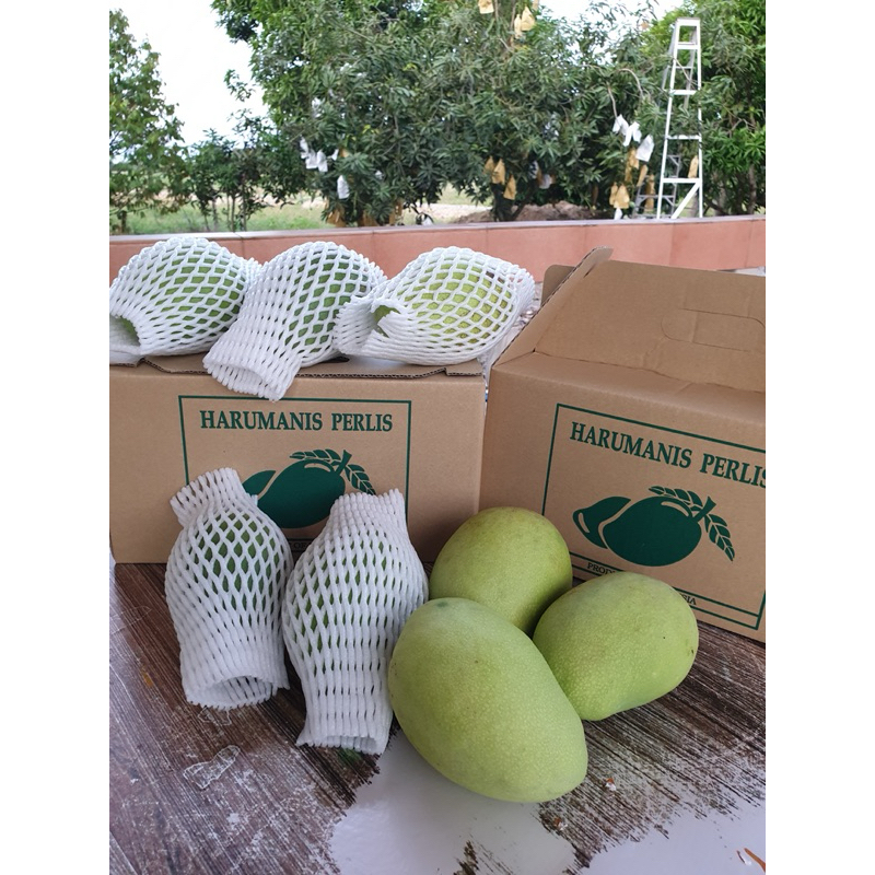 HARUMANIS PERLIS ORIGINAL GRED A | Shopee Malaysia