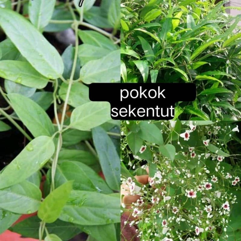 Pokok Ulam Herba Sekentut | Shopee Malaysia