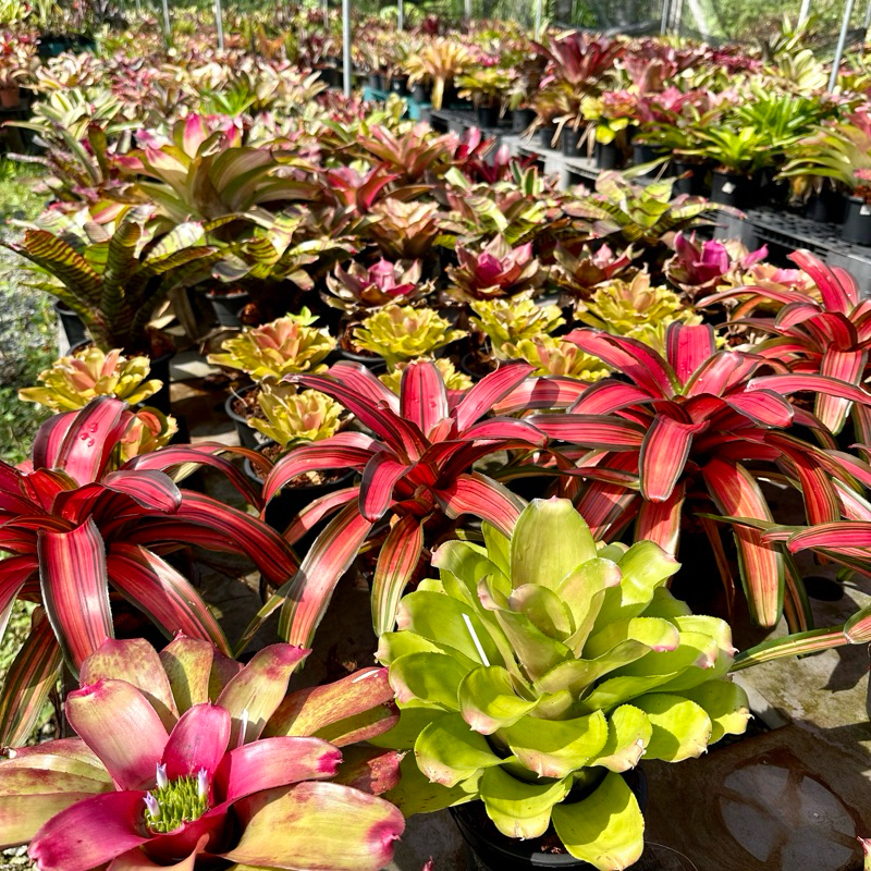 🔥RARE ID🔥 BROMELIAD NEOREGELIA / POKOK BROM / BROM NEO / NENAS HIASAN ...