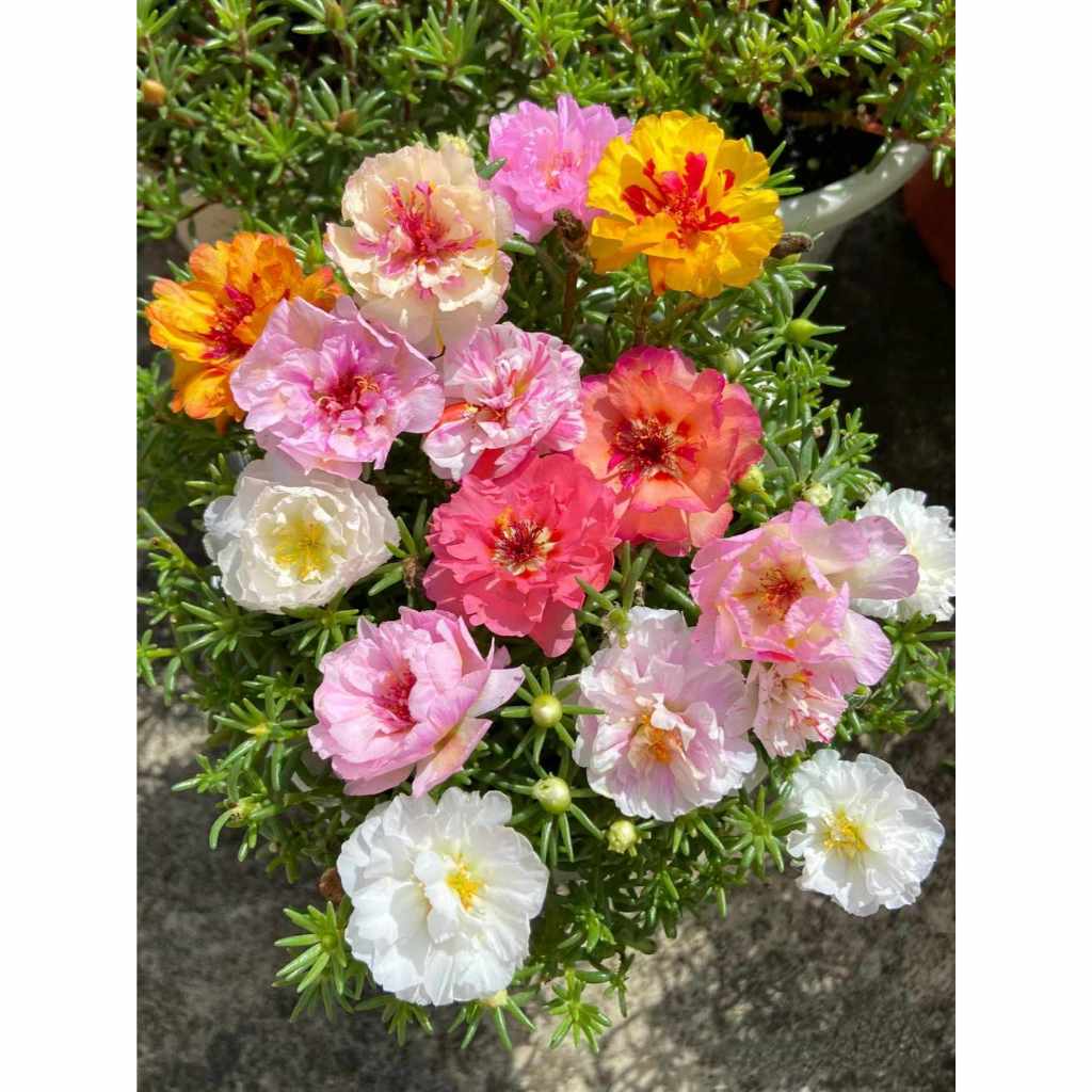 [600Biji] Benih Bunga Ros Jepun 九点花十点花日本太阳花Flower seeds Portulaca Sun ...