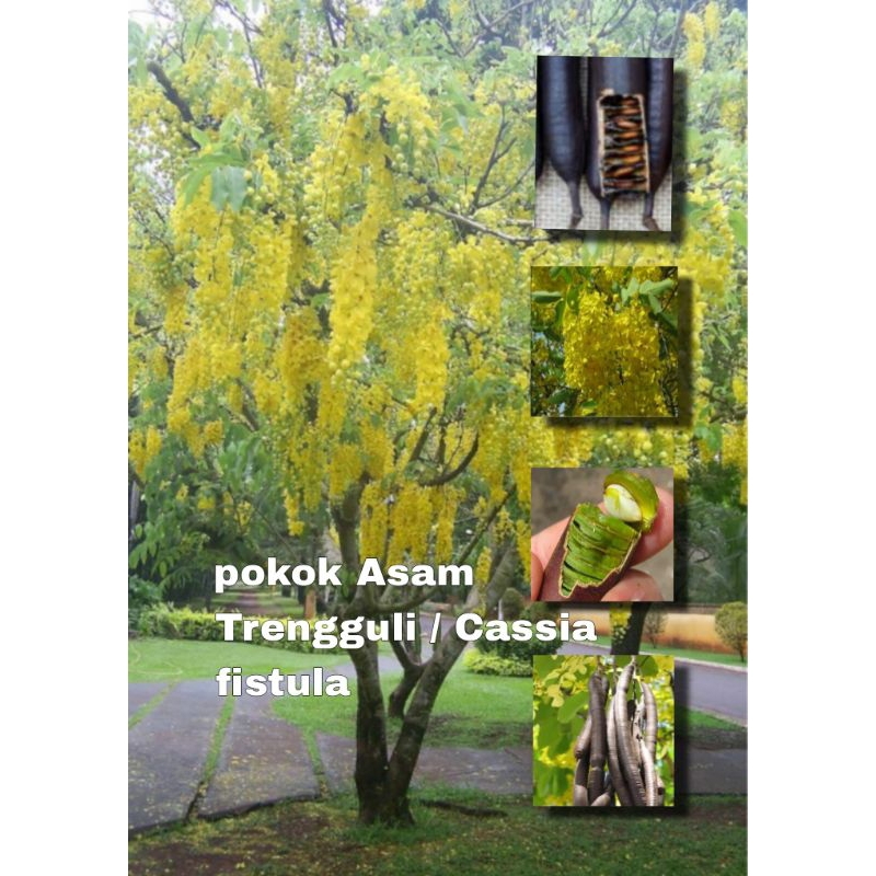 pokok Asam Trengguli/cassia fistula/kayu raja+freegif🎁 | Shopee Malaysia