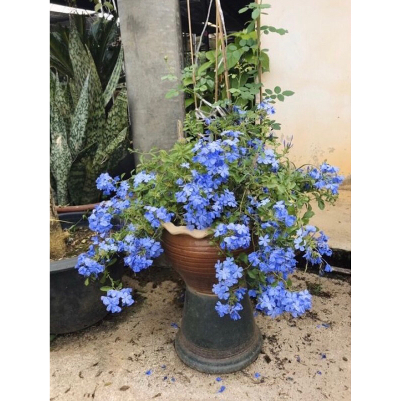 pokok Bunga Plumbago Imperial Blue / Pokok Bunga Plumbago Biru | Shopee ...