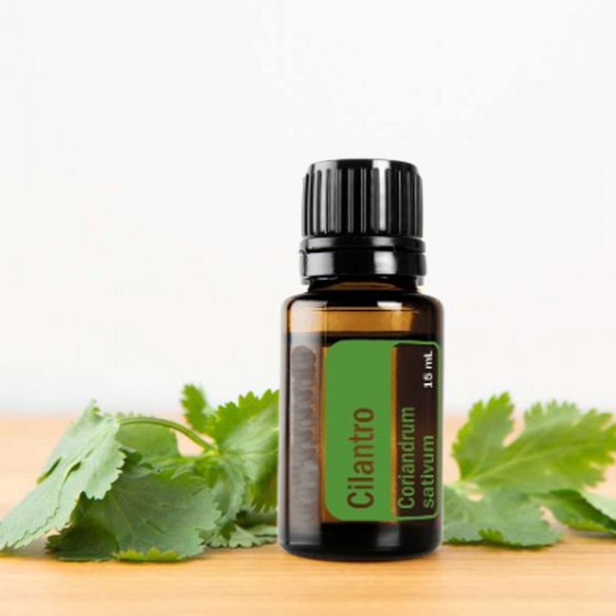 (Clear Stock) Cilantro 15ml Essential Oil (Exp Date: 10/2025) | Shopee ...