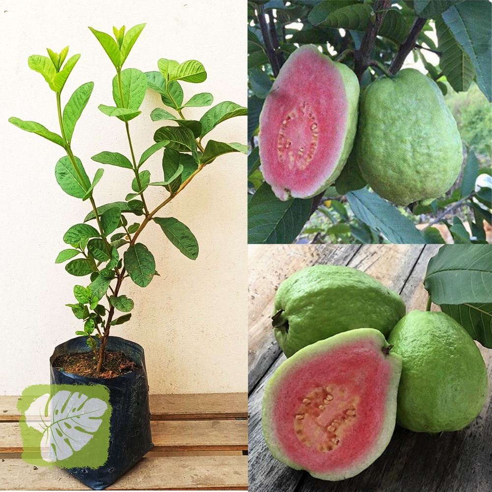 Guava Plant Pokok Jambu Batu 番石榴树苗 IOB | Shopee Malaysia