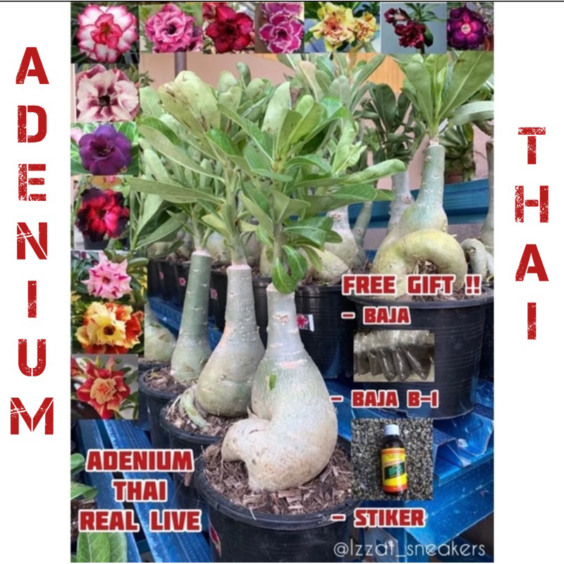 ADENIUM THAI REAL LIVE PLANT MULTI LAYER (POKOK BUNGA KEMBOJA ...