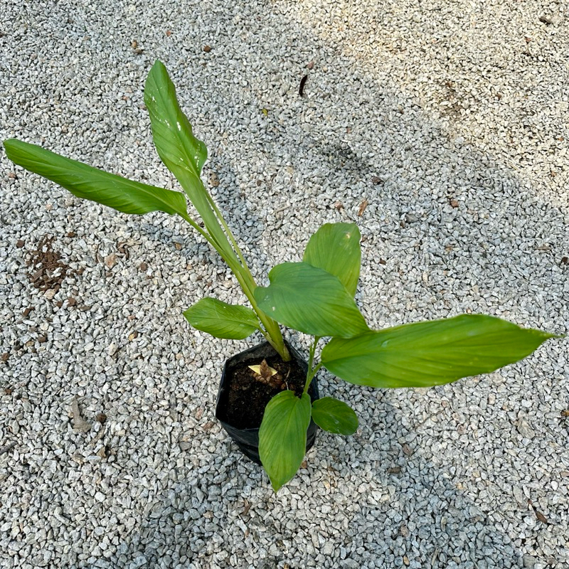 🔥HERB🔥 POKOK KUNYIT MAKAN / Turmeric Tree (Edible) / Curcuma Longa ...