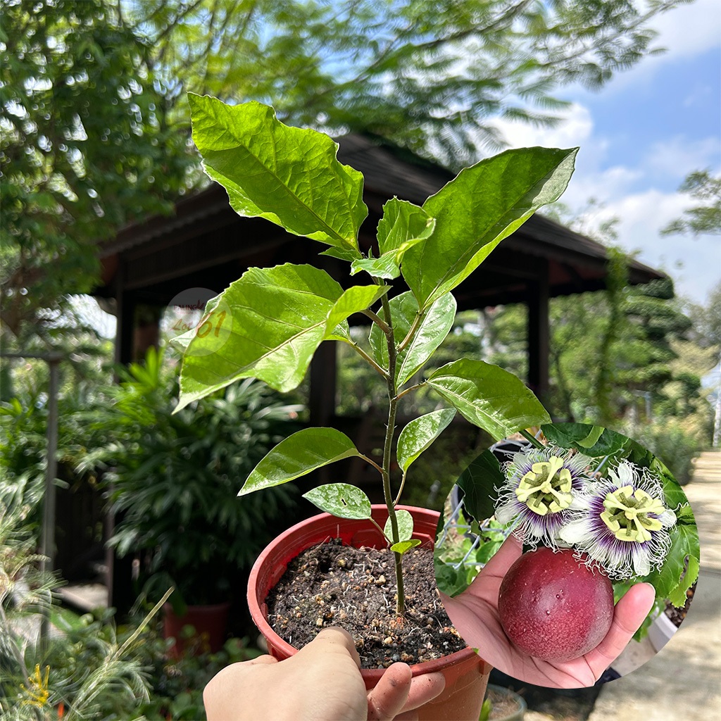 [Paling Horticulture Sdn Bhd] Pokok Markisa 百香果 /Passion Fruit Purple ...