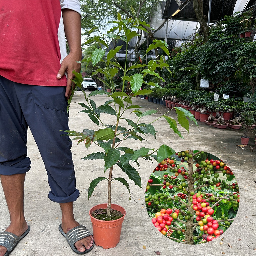 [Paling Horticulture Sdn Bhd] Anak pokok kopi arabica coffee cepat ...