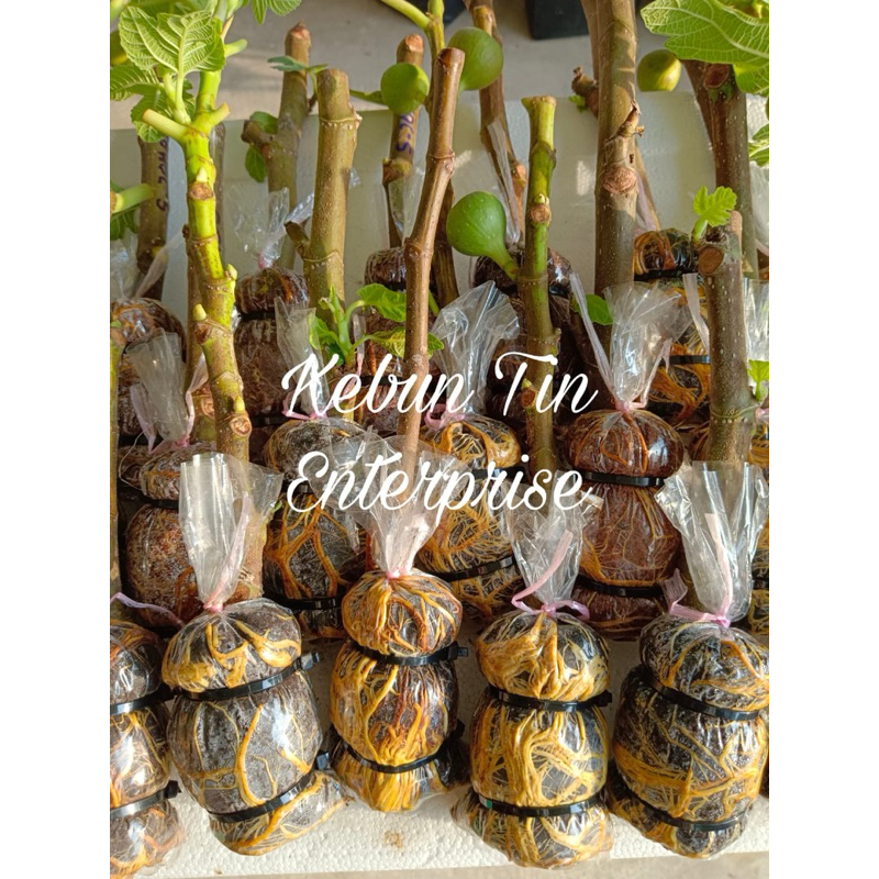 TUT POKOK TIN MIX 4TUT RM115 SAHAJA / FIG TREE MIX | Shopee Malaysia