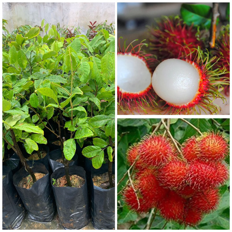 Pokok Rambutan Merah ( anak sekolah ) | Shopee Malaysia