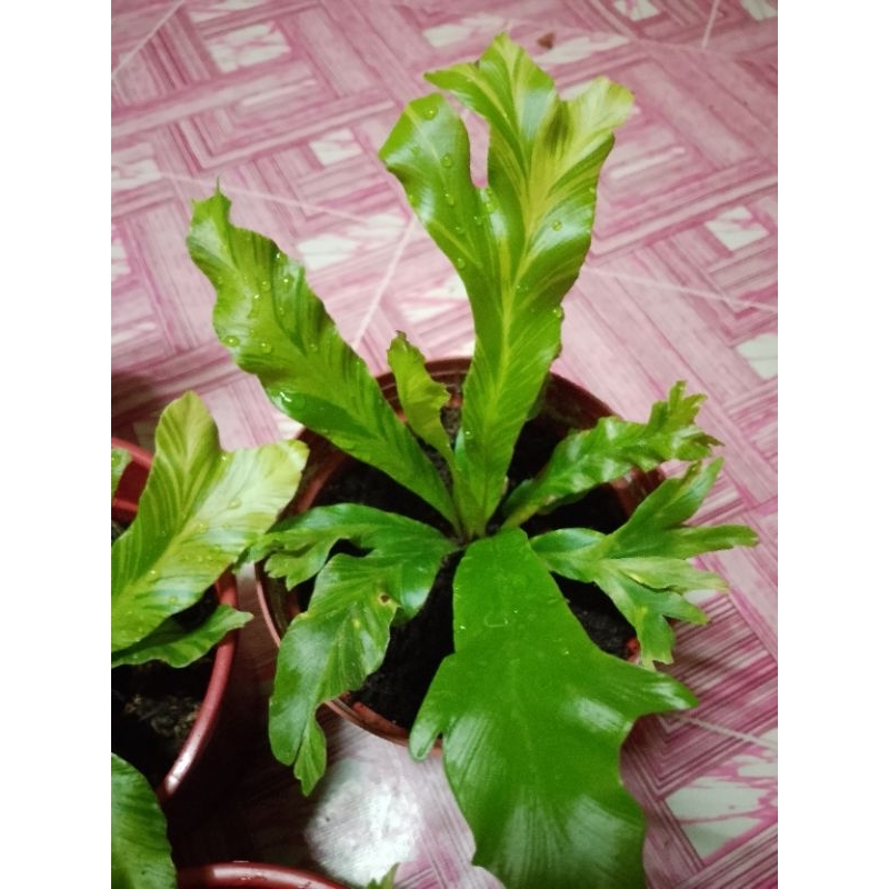 Pakis Fern Tanduk Rusa Tanah Variegated | Shopee Malaysia