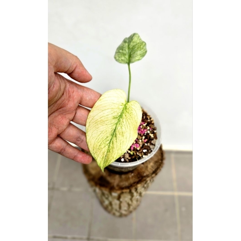 Monstera Full Mint variegated | Shopee Malaysia