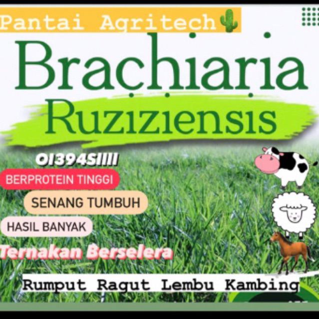4000pc🌿Biji Benih Rumput Ruzi Sumber Makanan Untuk Semua Jenis Ternakan ...