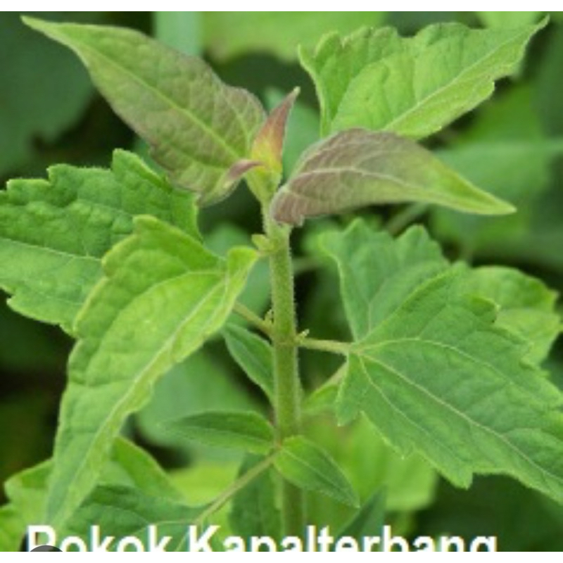 DAUN POKOK KAPAL TERBANG / ANAK POKOK dalam polibeg | Shopee Malaysia