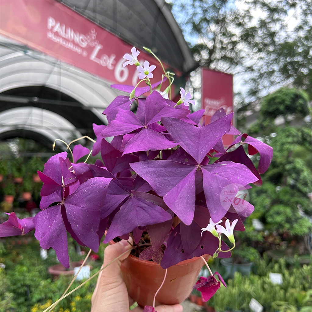 [Paling Horticulture Sdn Bhd] Oxalis Triangularis | Pokok Rama-Rama ...
