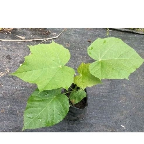 Anak pokok jarak(polybag) | Shopee Malaysia