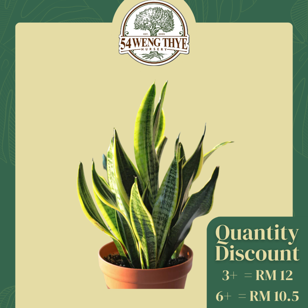🌳Sanseviera/Snake Plant🌳- [54 Weng Thye] 🏡 WHOLESALE DISCOUNT PRICE for ...
