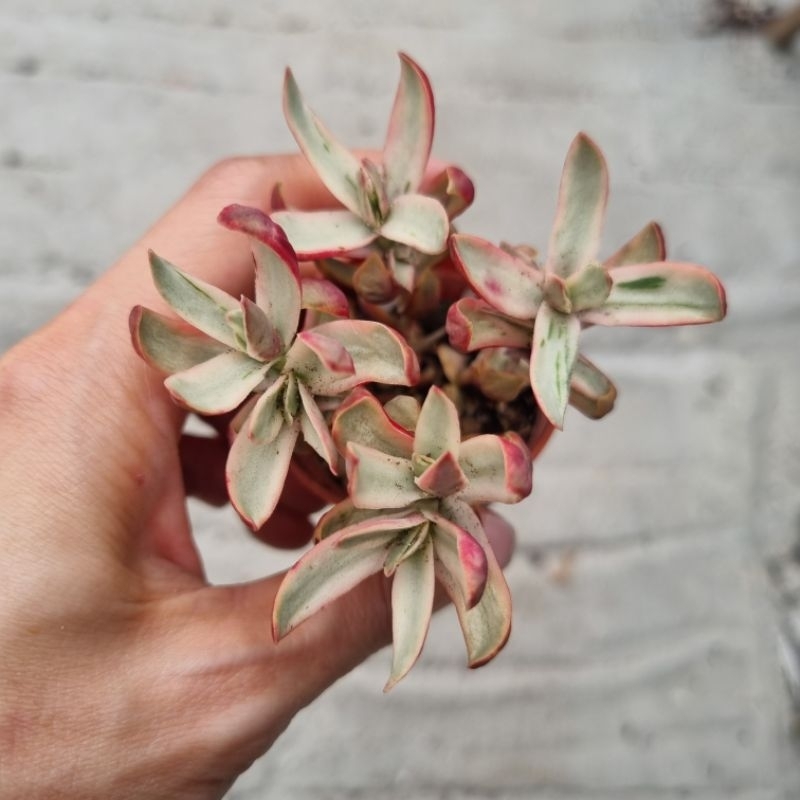 (clear stock)Live succulent plant Crassula Rubricaulis (pot size 5cm) ready stock 多肉植物 糖果 ...