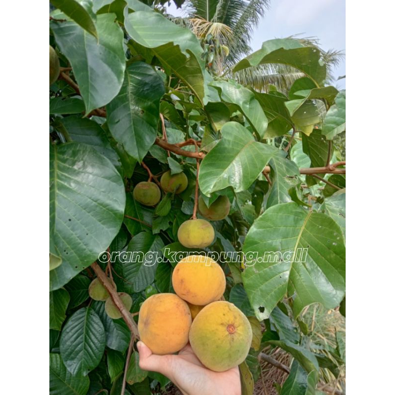 BUAH SETOI SAIZ BESAR 1KG | Shopee Malaysia