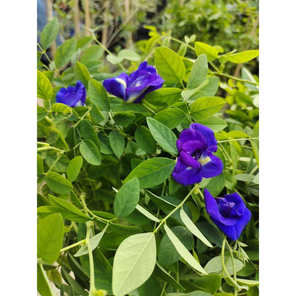 Bunga Telang berlapis /Double Petal Butterfly Pea/双瓣蝶豆花 (Clitoria ...
