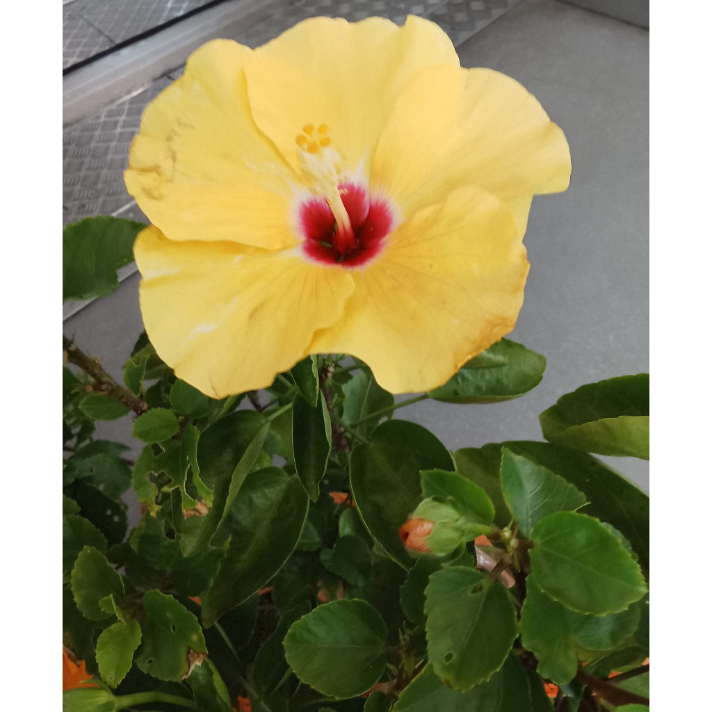 Anak Pokok / Keratan Batang - Bunga Raya - Yellow | Shopee Malaysia