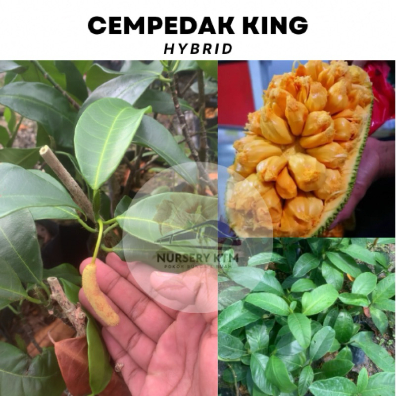 Pokok Cempedak King cepat berbuah (hybrid) | Shopee Malaysia