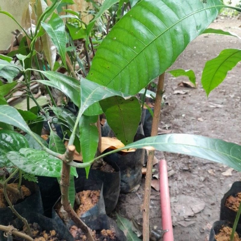 Anak pokok kuini [semaian biji,buah besar]isi kuning merah,manis, tahan ...