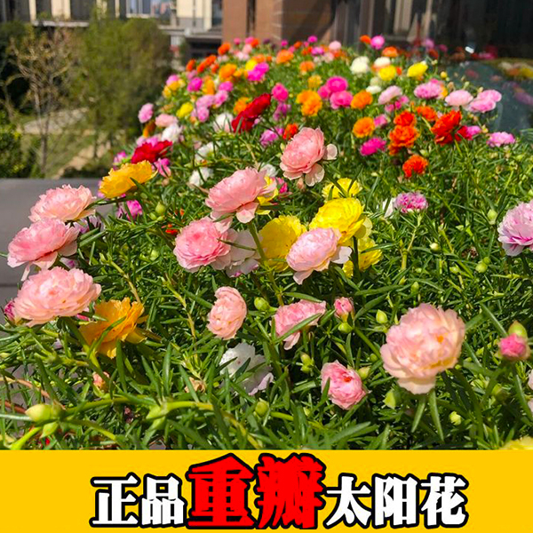 200 pcs++Biji Benih Bunga Moss Rose, Rose Jepun /Japanese Rose Flower ...