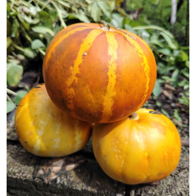 15 biji benih melon mentega sabah batad mentega bulat benih tembikai ...