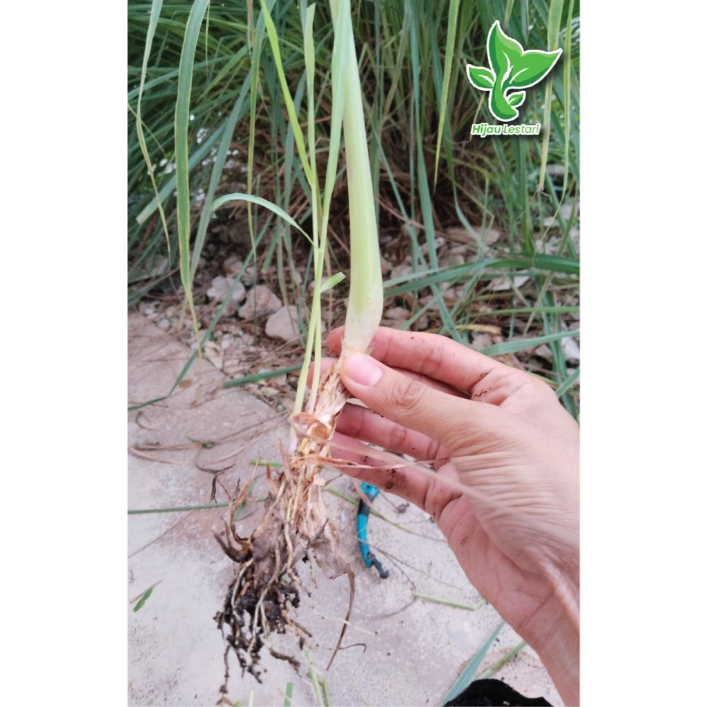 Anak Benih Serai Kampung Senang Dijaga - pokok serai makan termurah ...