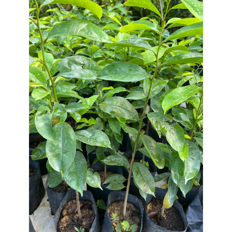 Durian Belanda - Buah Durian Belanda - Pokok Pagar Rumah | Shopee Malaysia