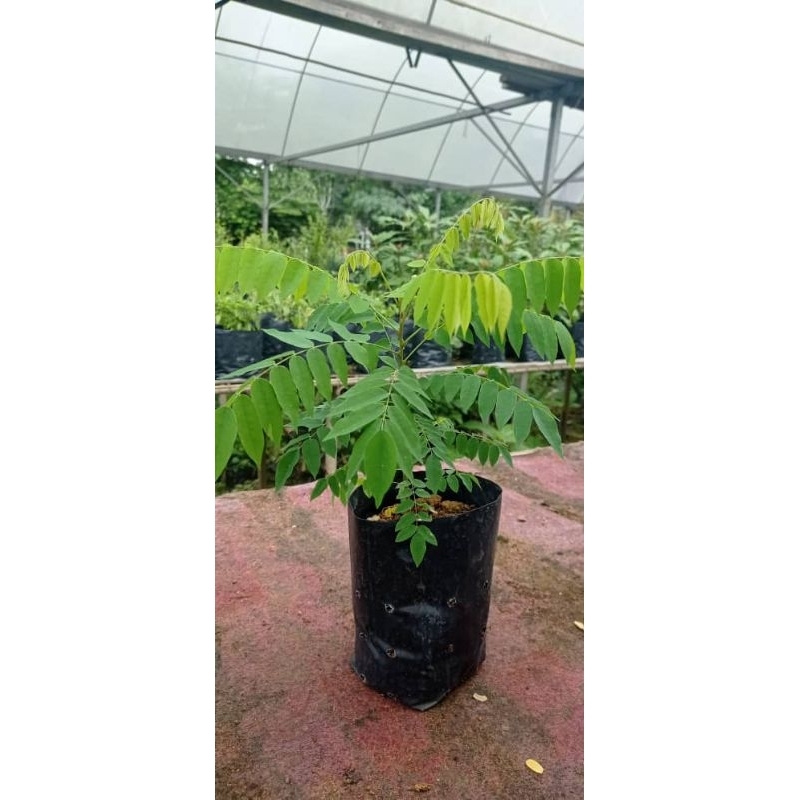 Pokok Hidup Anak Pokok Belimbing Buluh Hijau / Averrhoa Bilimbi ...