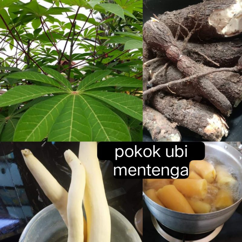 pokok ubi kuning/mentega +free gif🎁 | Shopee Malaysia