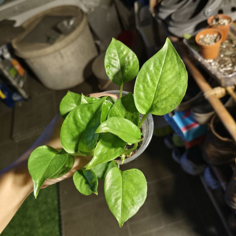 green genie pothos ｜ epipremnum aureum green genie 🔥rare🔥 | Shopee Malaysia