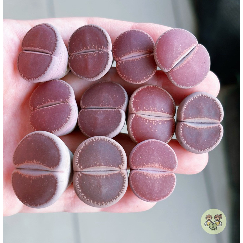 Lithops Aucampiae/Lithops KO/生石花大窗日轮玉/生石花KO/屁屁花 | Shopee Malaysia