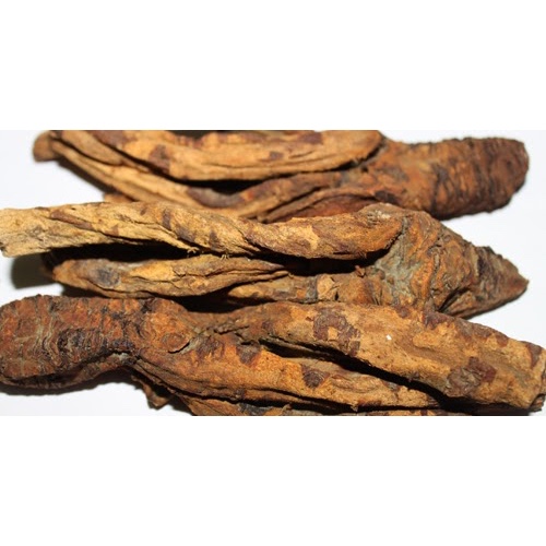 kayu klembak akar kelembak kering (rhuem officinalis) dried carb ...
