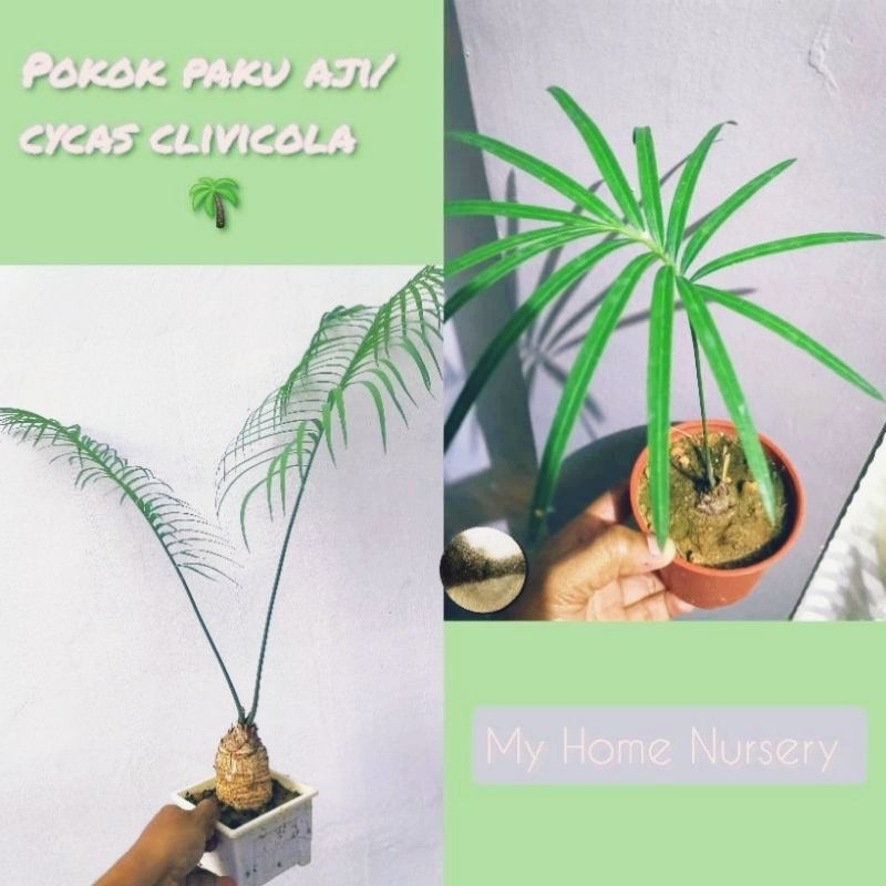 Anak Pokok Paku Aji Gunung/ Cycas Clivicola 🌴🌴🌴 | Shopee Malaysia