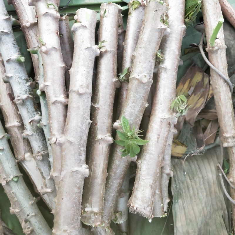 4 keratan batang pokok ubi kayu (tangkai merah) | Shopee Malaysia