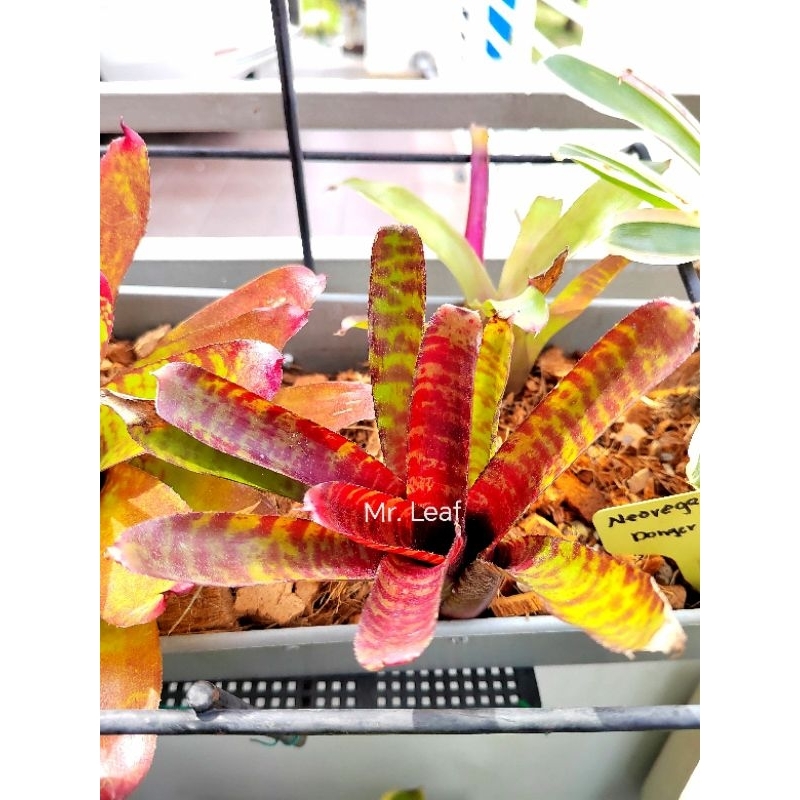Bromeliad Red Tiger (Mini) | Shopee Malaysia
