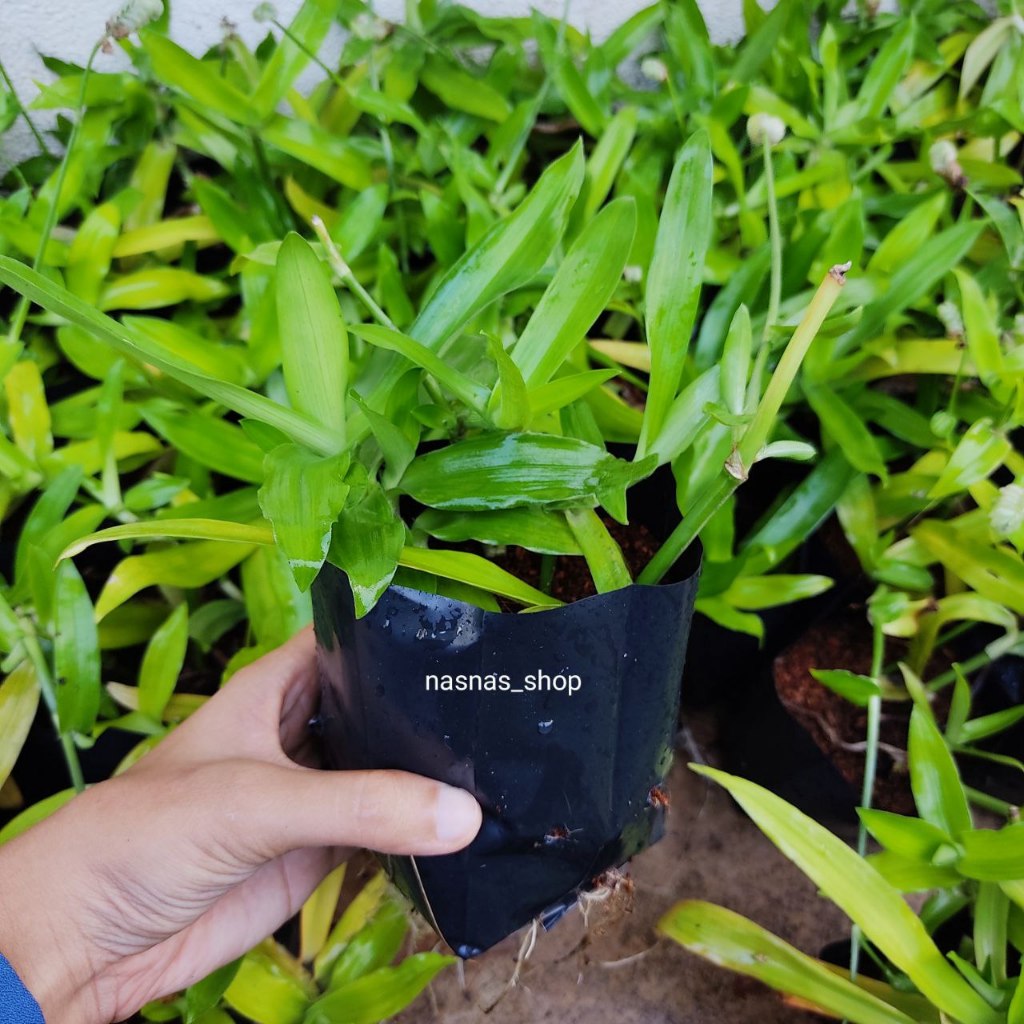 Rumput Siti Khadijah Beijing Grass Spiderwort - dalam polybag | Shopee ...