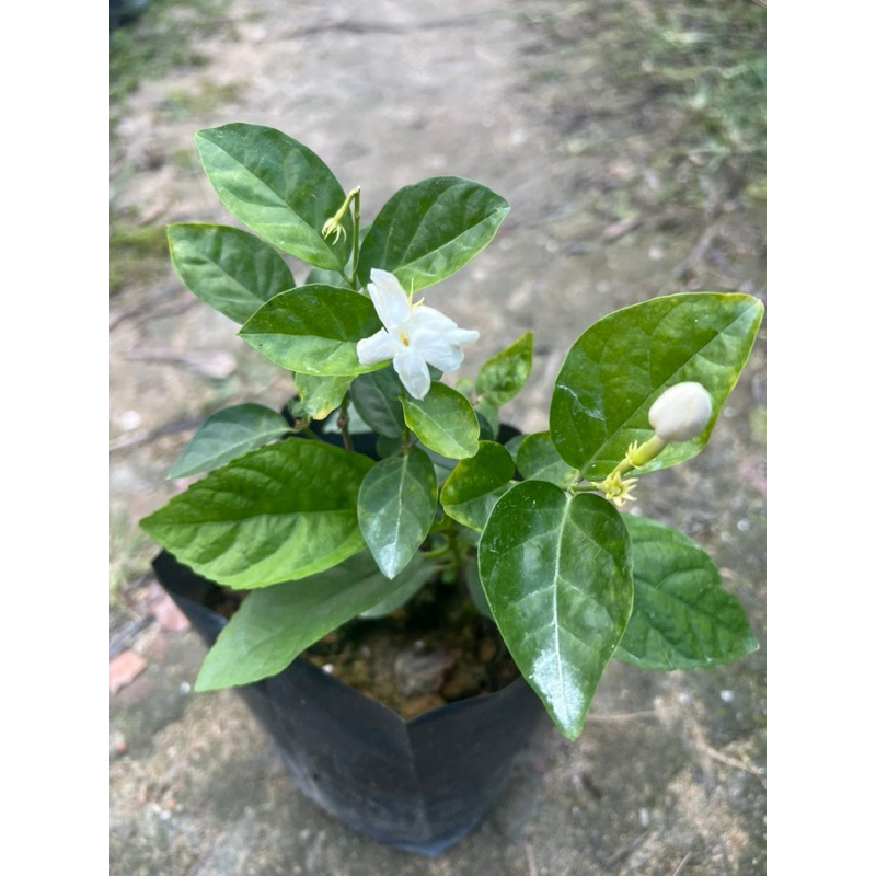 Bunga Melur Bulat : kedai sayur rawang | Shopee Malaysia