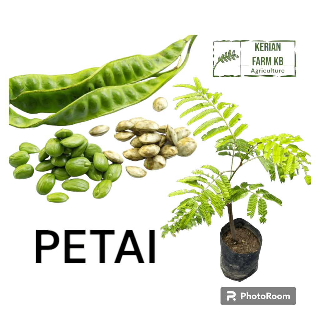 PETAI HYBRID / PETAI PAPAN /PETAI THAI | Shopee Malaysia