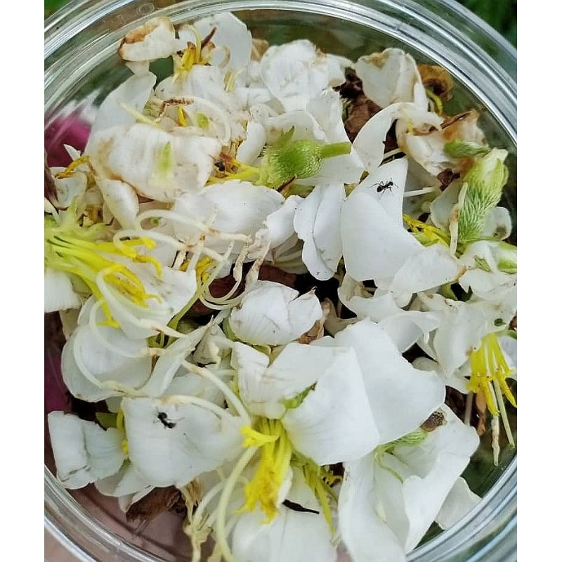 BUNGA SENDUDUK PUTIH KERING (10Gram) | Shopee Malaysia