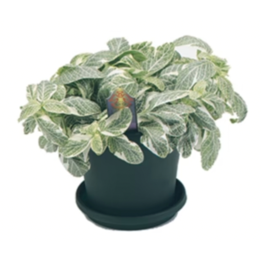 Biji Benih Pokok Fittonia Seed Angel Snow Nerve Plant Seed - 10 Seed ...