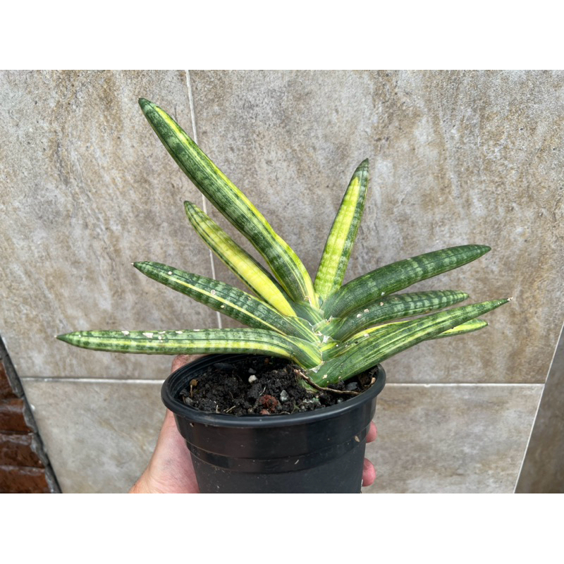 Sansevieria Cylindrica Boncel Variegated 佛手锦虎尾兰 succulent | Shopee Malaysia