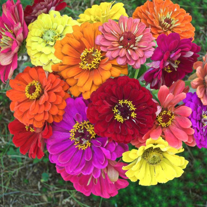 Biji Benih Zinnia seed @ Youth Old Age Flower / Bunga Matahari warna ...